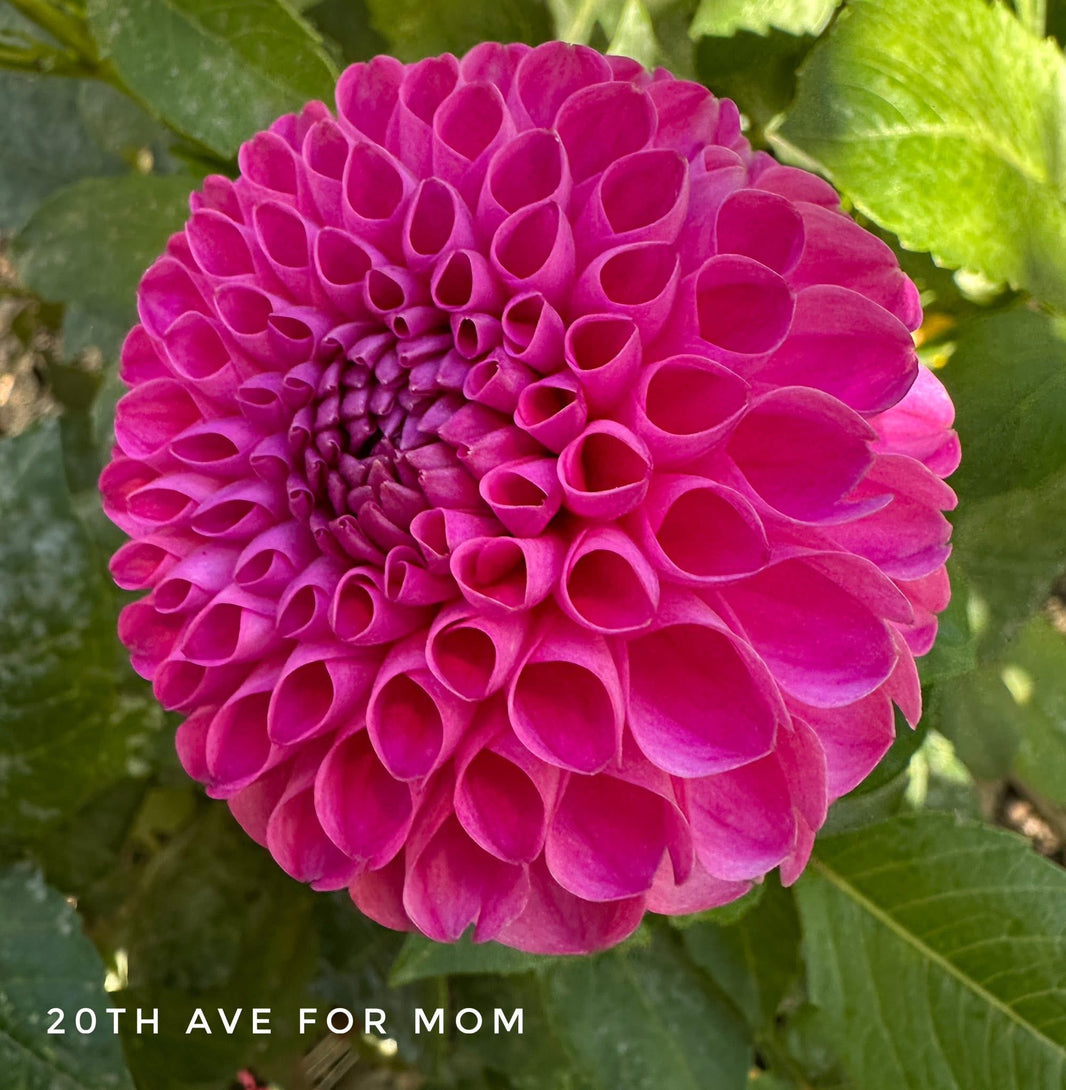 Products – Charles Avenue Flowers