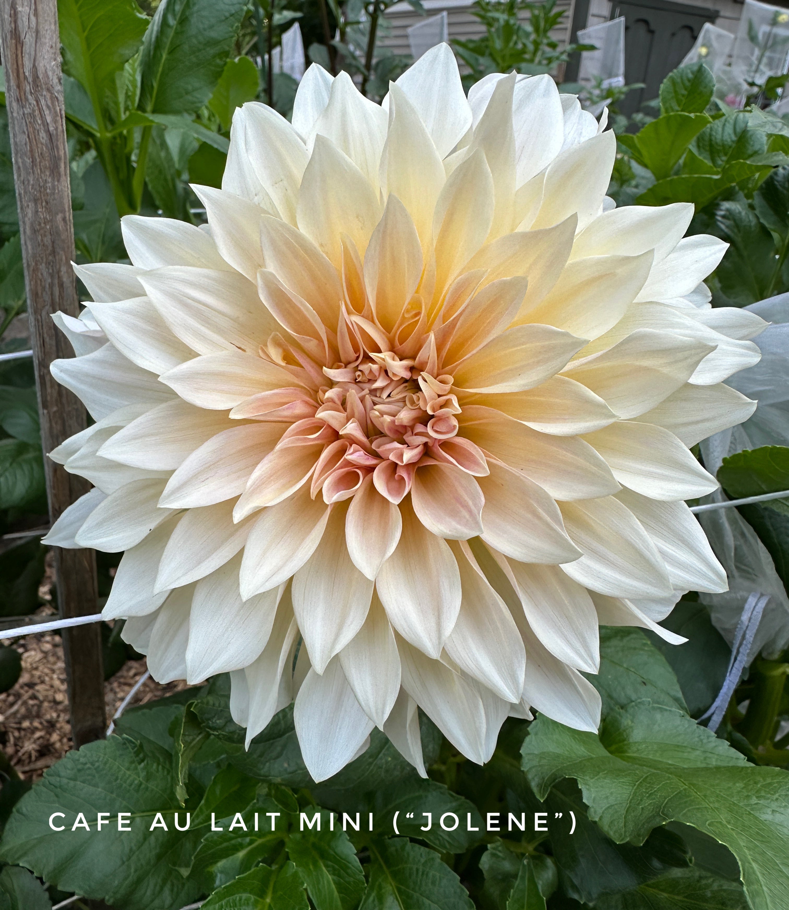 Jolene (Cafe au Lait Mini) – Charles Avenue Flowers