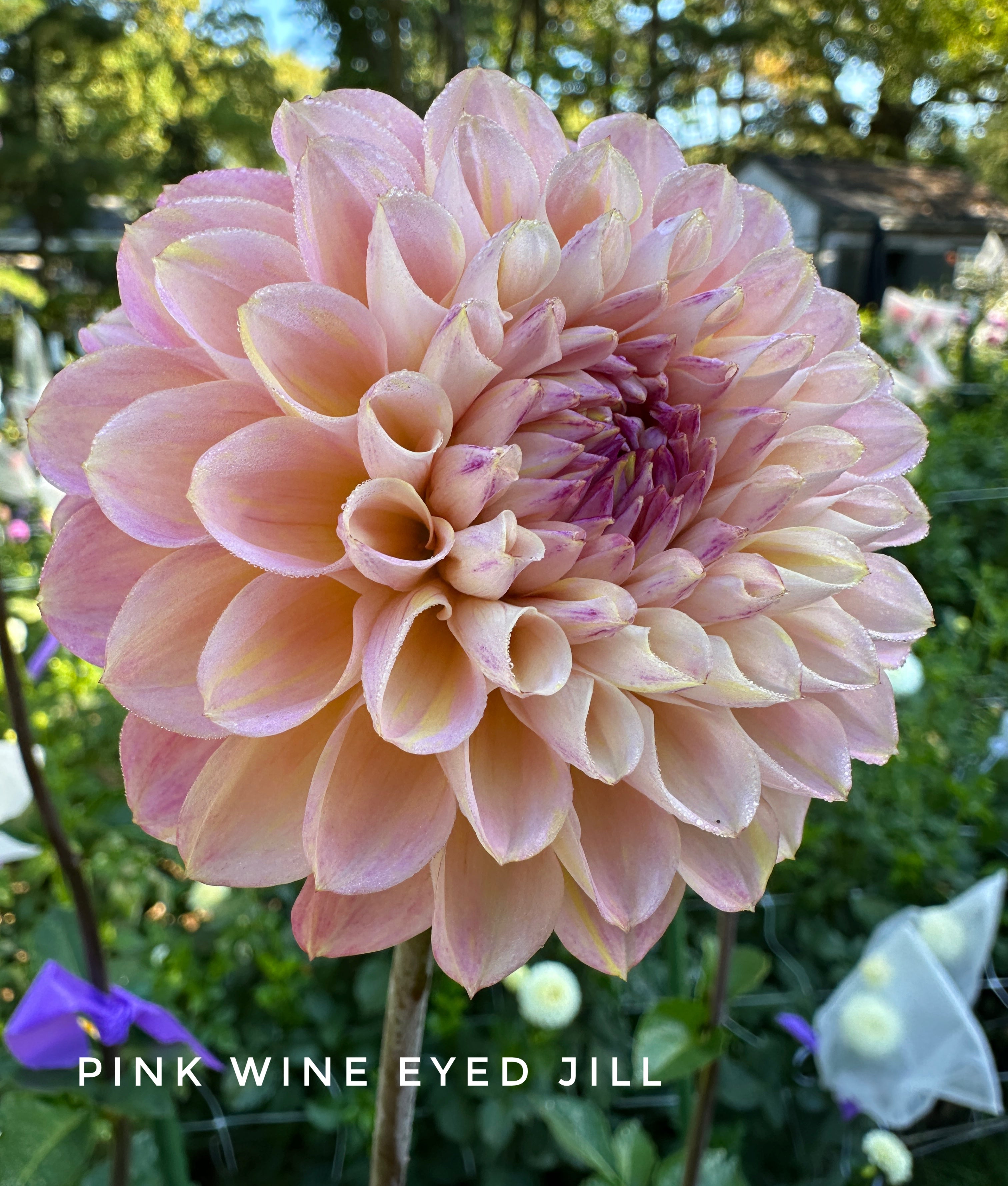 Wine Eyed Jill (Pink) – Charles Avenue Flowers