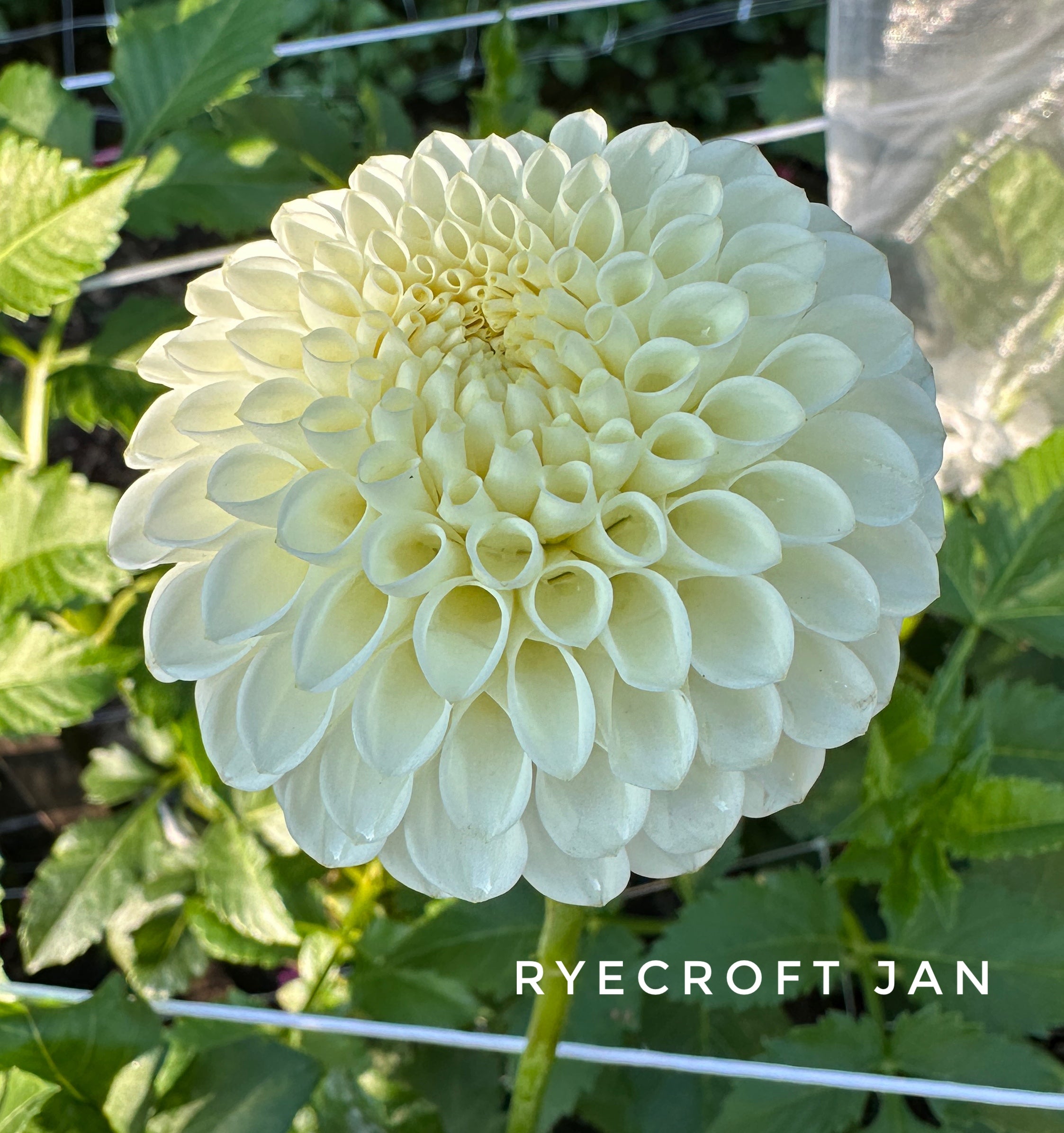 Ryecroft Jan – Charles Avenue Flowers